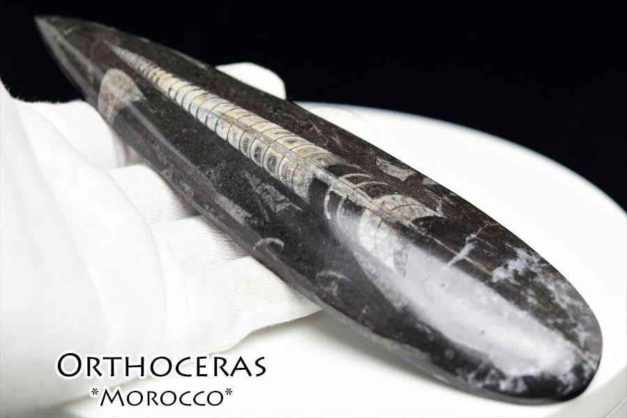 オルソセラス（直角貝/Orthoceras）化石｜モロッコ産｜チョッカクガイ