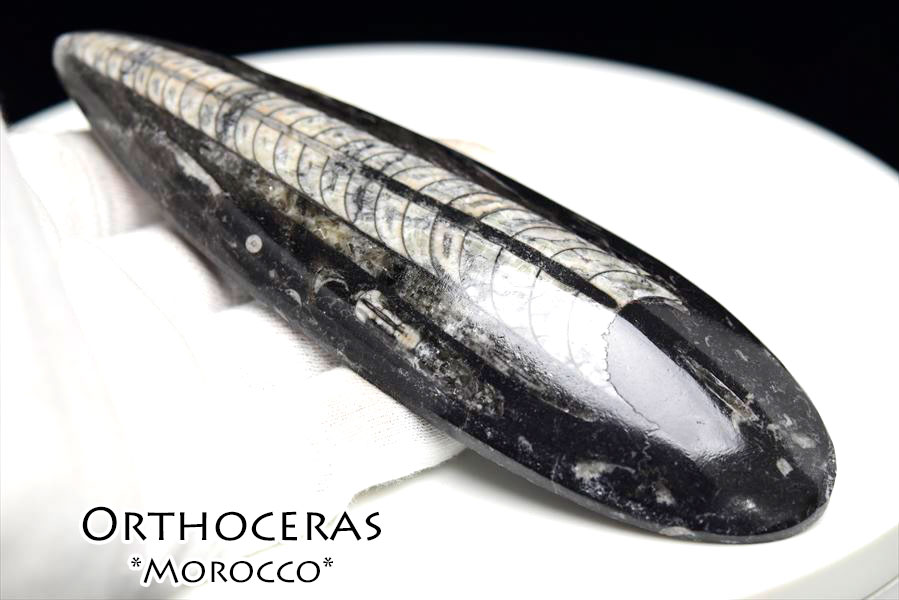 オルソセラス（直角貝/Orthoceras）化石｜モロッコ産｜チョッカクガイ